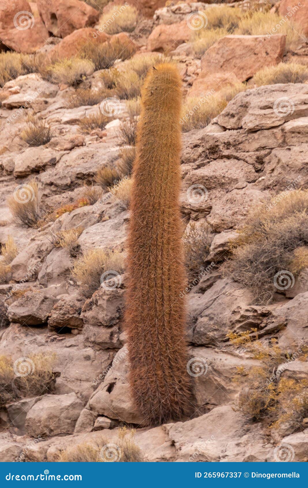 Cactus Atacama Desert Sunset Stock Image - Image of arid, flat: 265967337