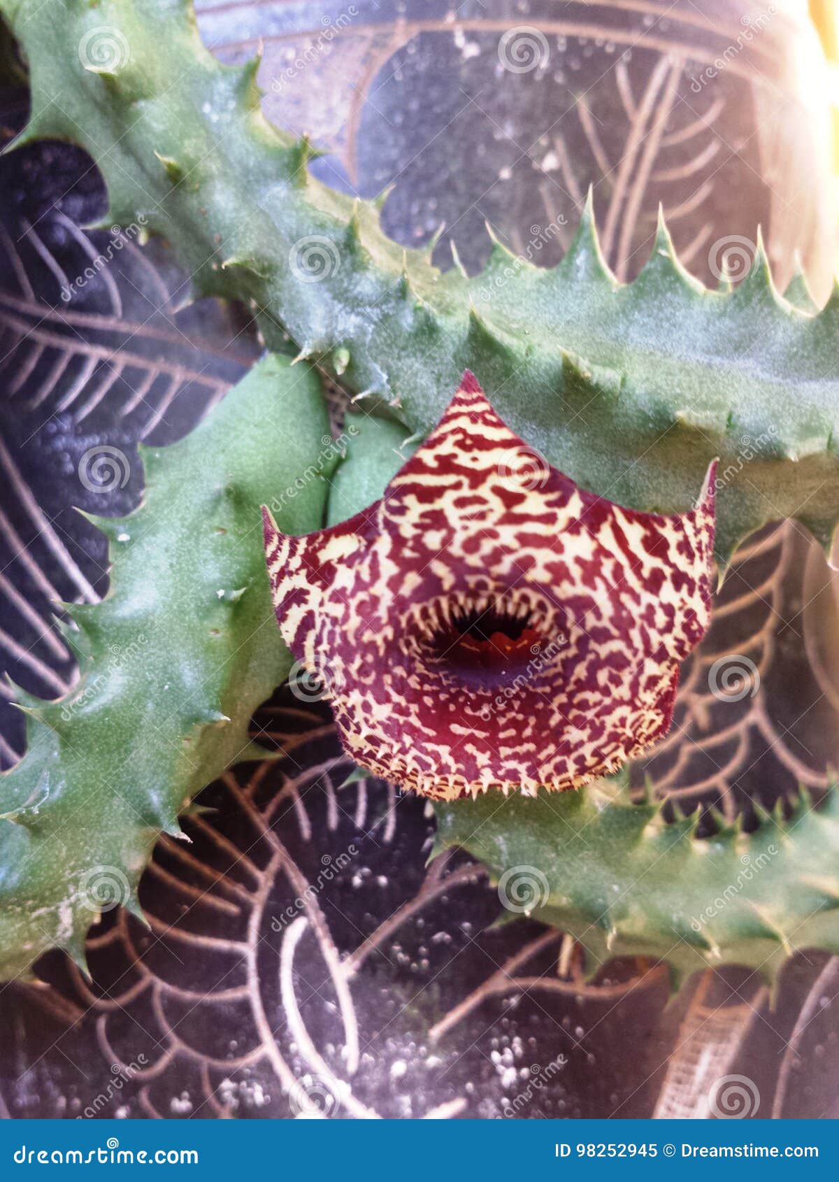 Cactus azteca stock image. Image of animal, life, happy - 98252945