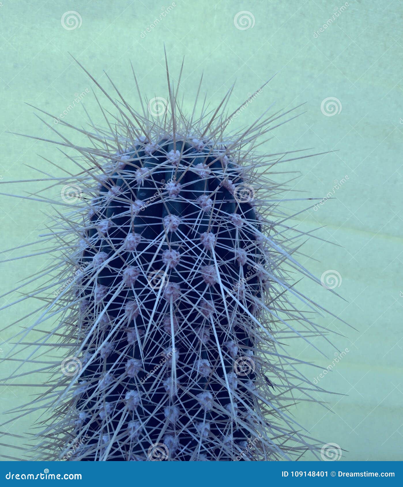 Cactus Azul Echinopsis Candicans Imagen de archivo - Imagen de primer ...