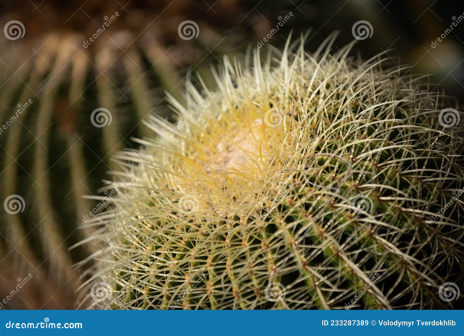 Cactus Backdround, Cacti Design or Cactaceae Pattern. Stock Image ...