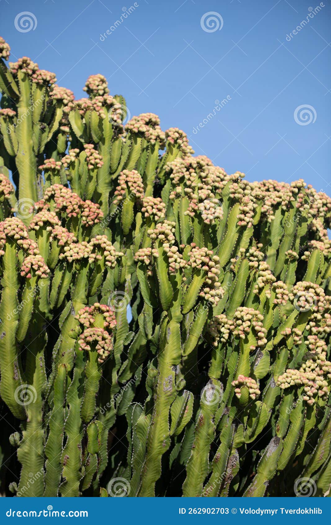 Cactus Backdround, Cacti Design or Cactaceae Pattern. Stock Image ...