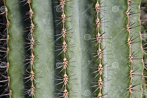 Cactus background stock image. Image of geometric, conservation - 26031469