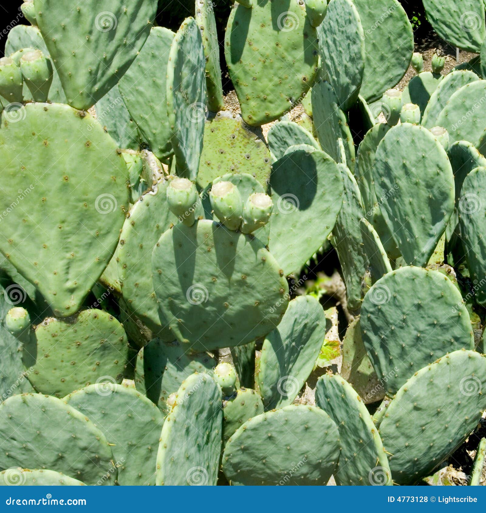 Cactus Background TExture stock photo. Image of botanical - 4773128
