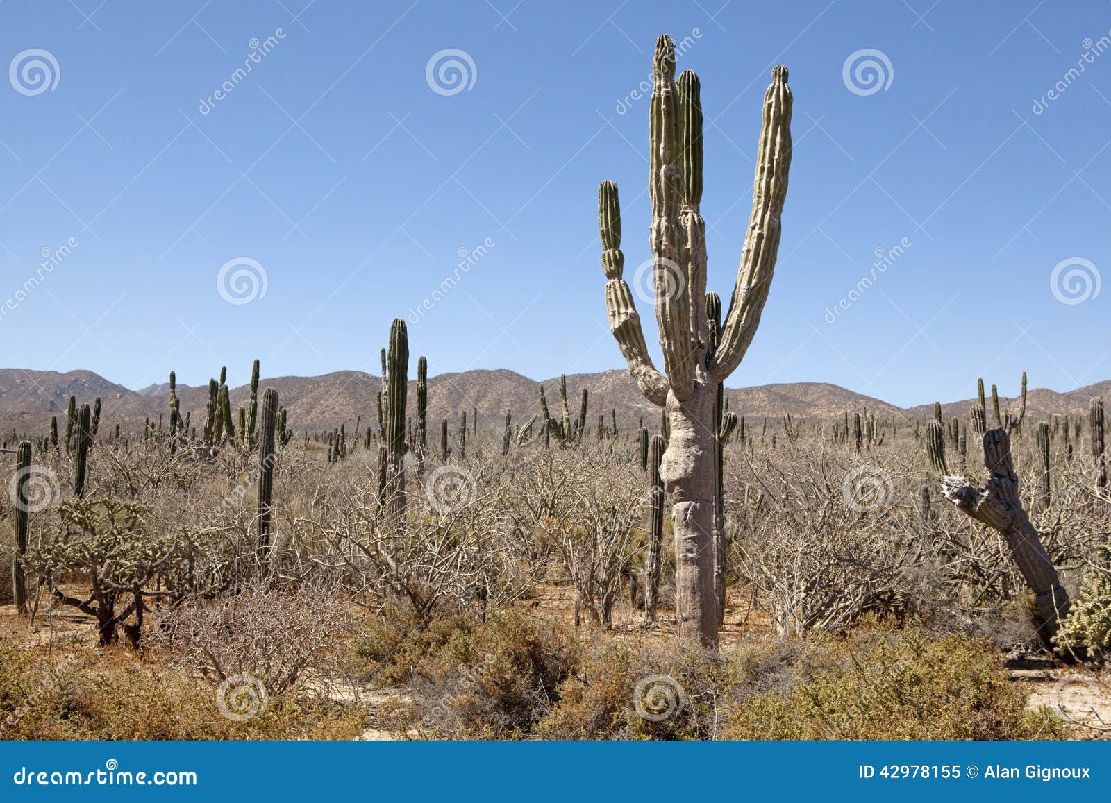 Cactus, Baja stock image. Image of cactus, desert, california - 42978155