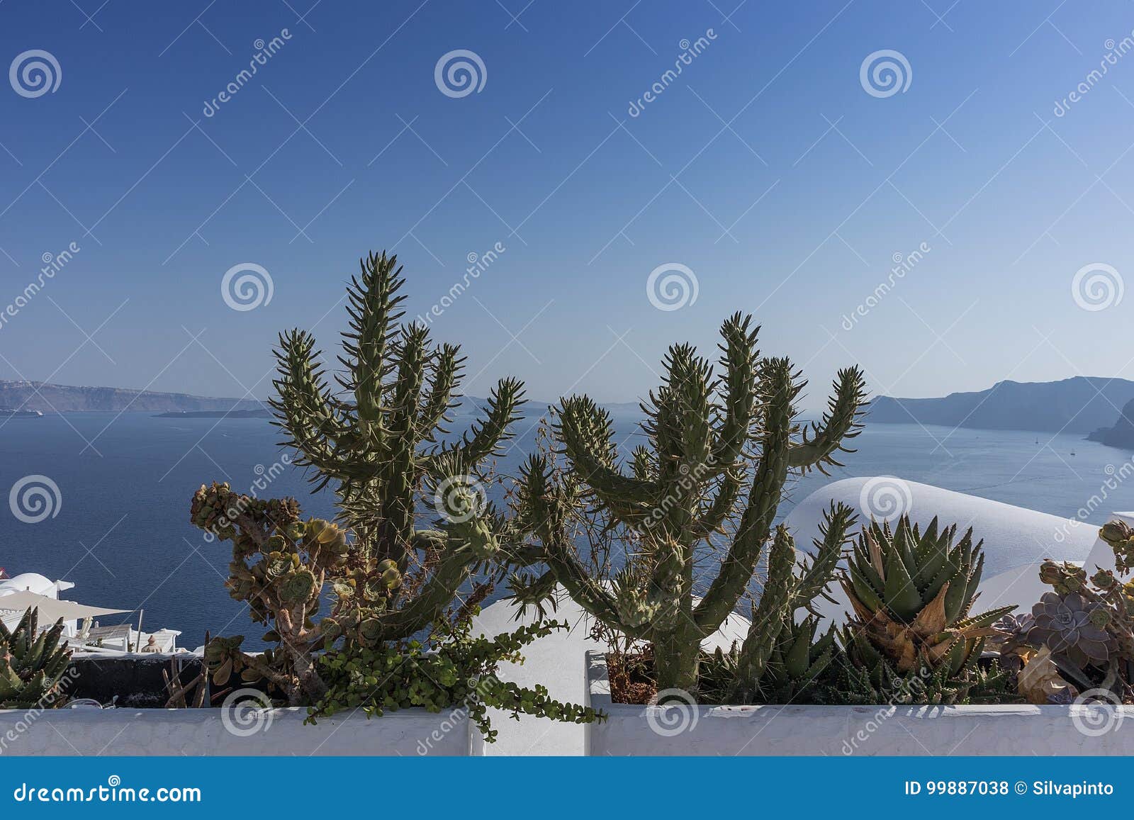 Cactus on the Balcony in Oia, Santorini, Overlooking the Caldera Stock ...
