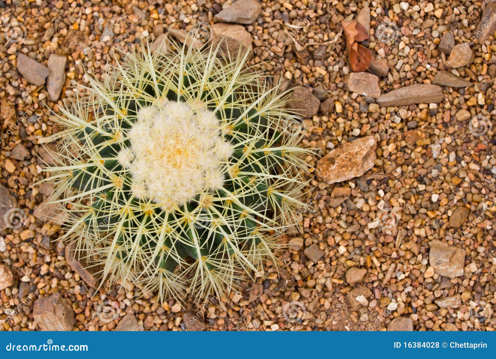 Cactus ball stock photo. Image of garden, thorn, spine - 16384028