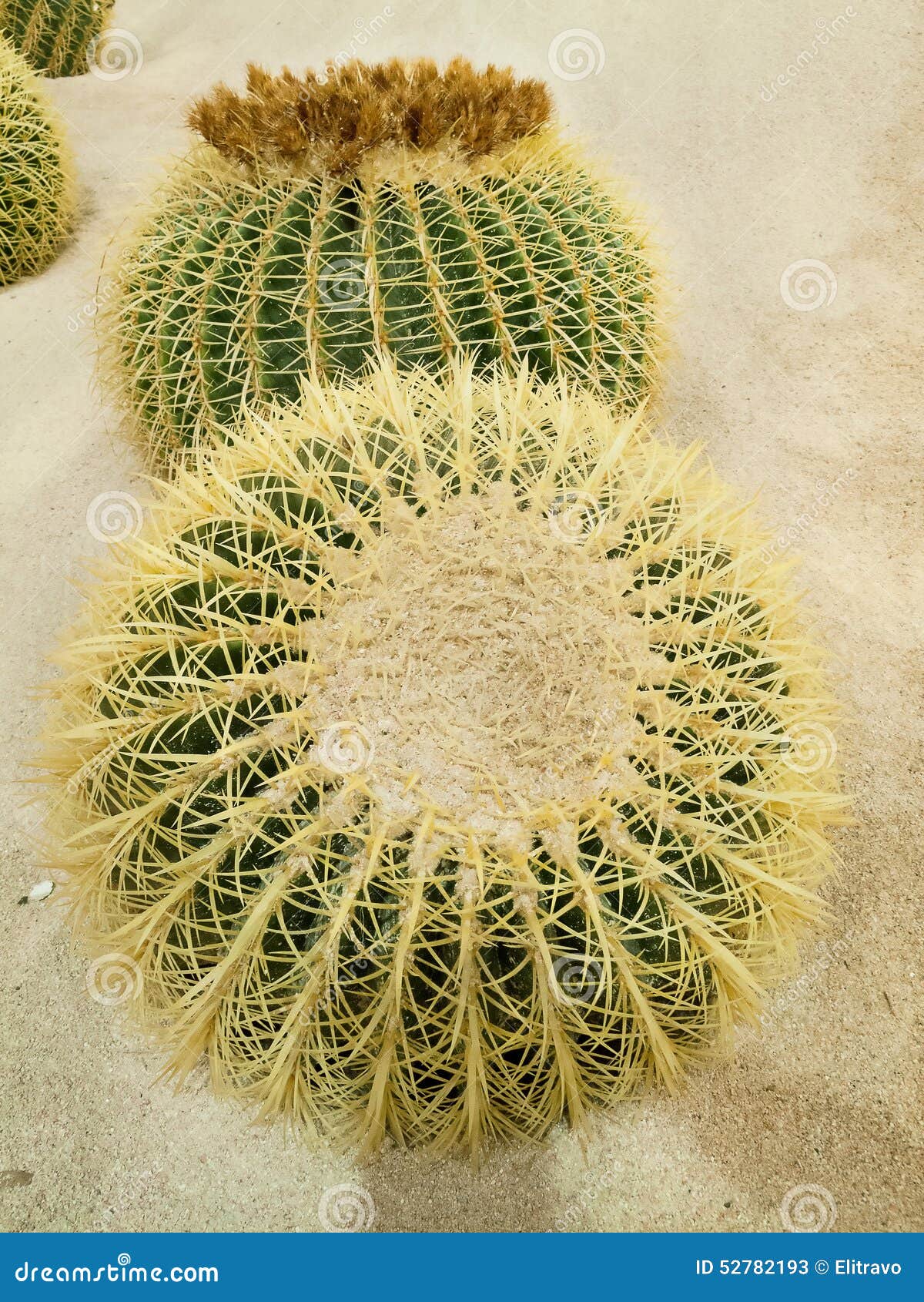 Cactus balls stock image. Image of botany, ball, existence - 52782193