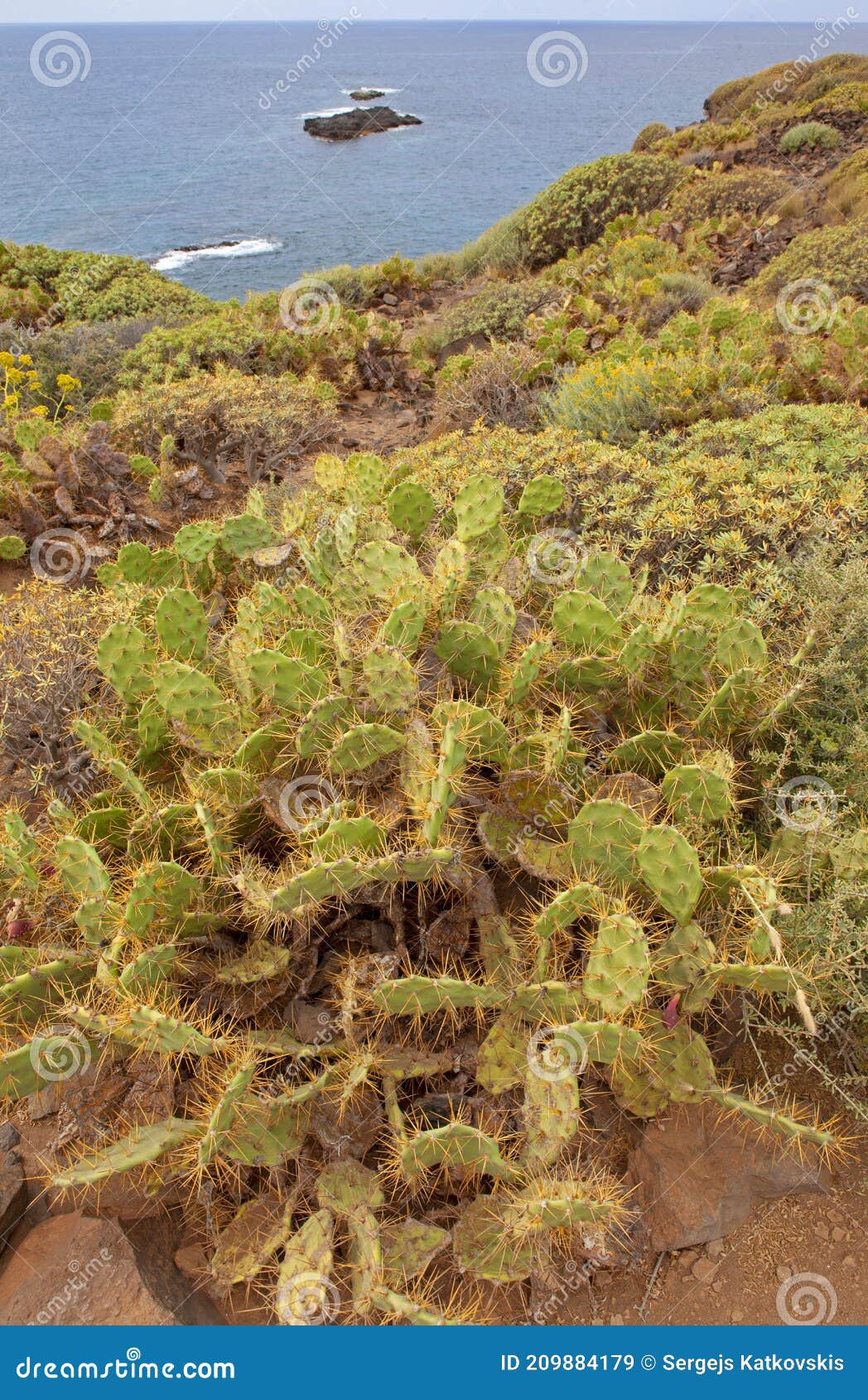 Cactus on the beach stock image. Image of ocean, island - 209884179