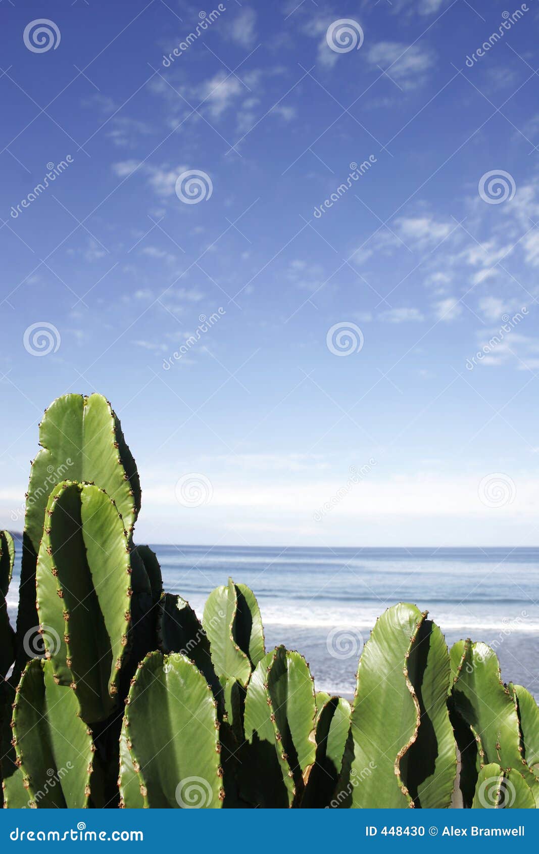 Cactus On The Beach Of A Caribbean Island Bonaire, Antilles ...