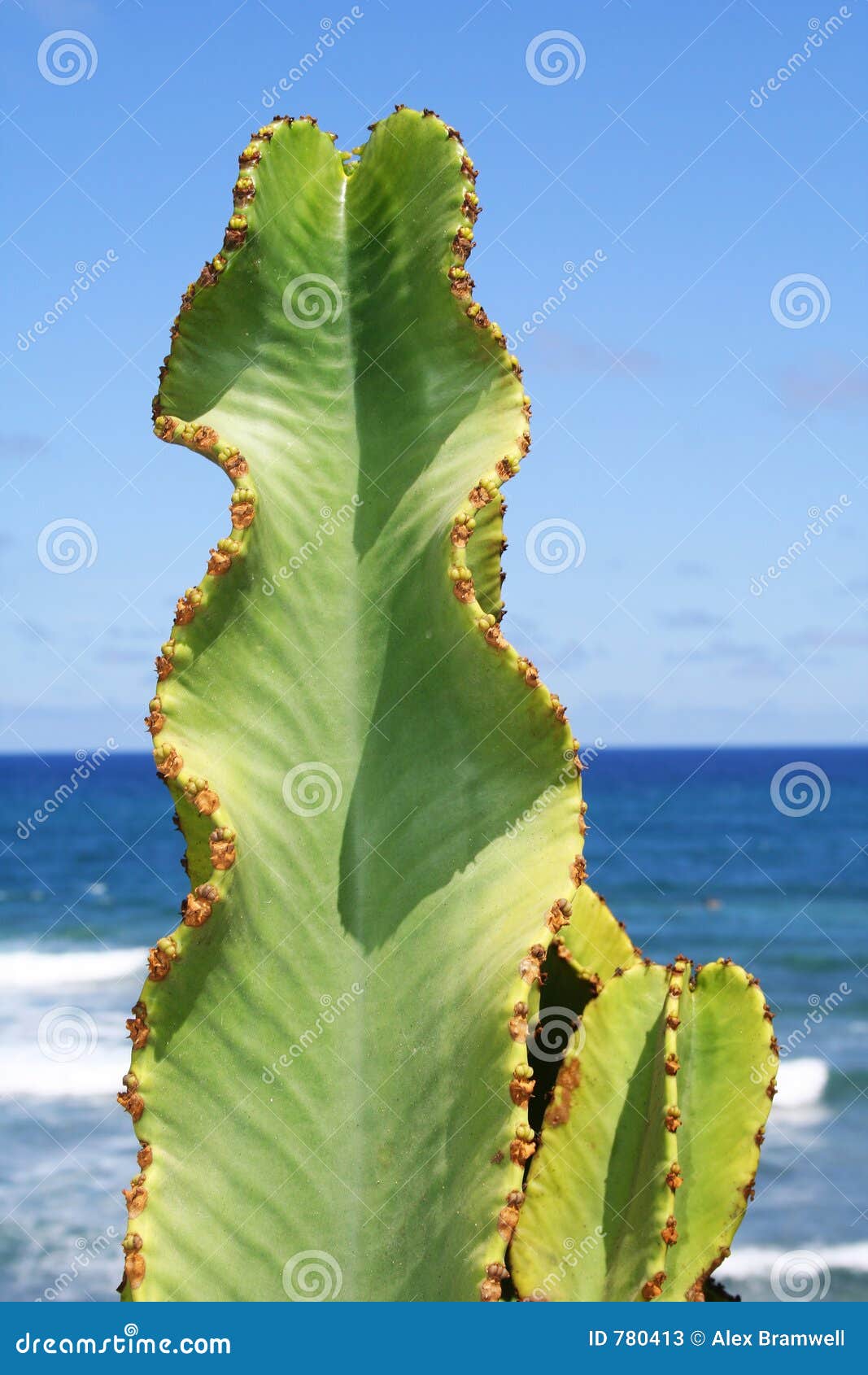 Cactus Beach stock image. Image of sand, wave, blue, holiday - 780413