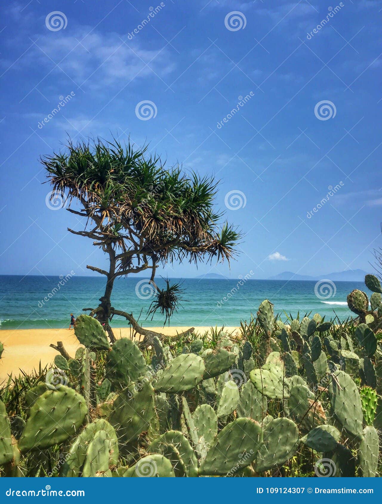 Cactus on a beach stock image. Image of growing, called - 109124307