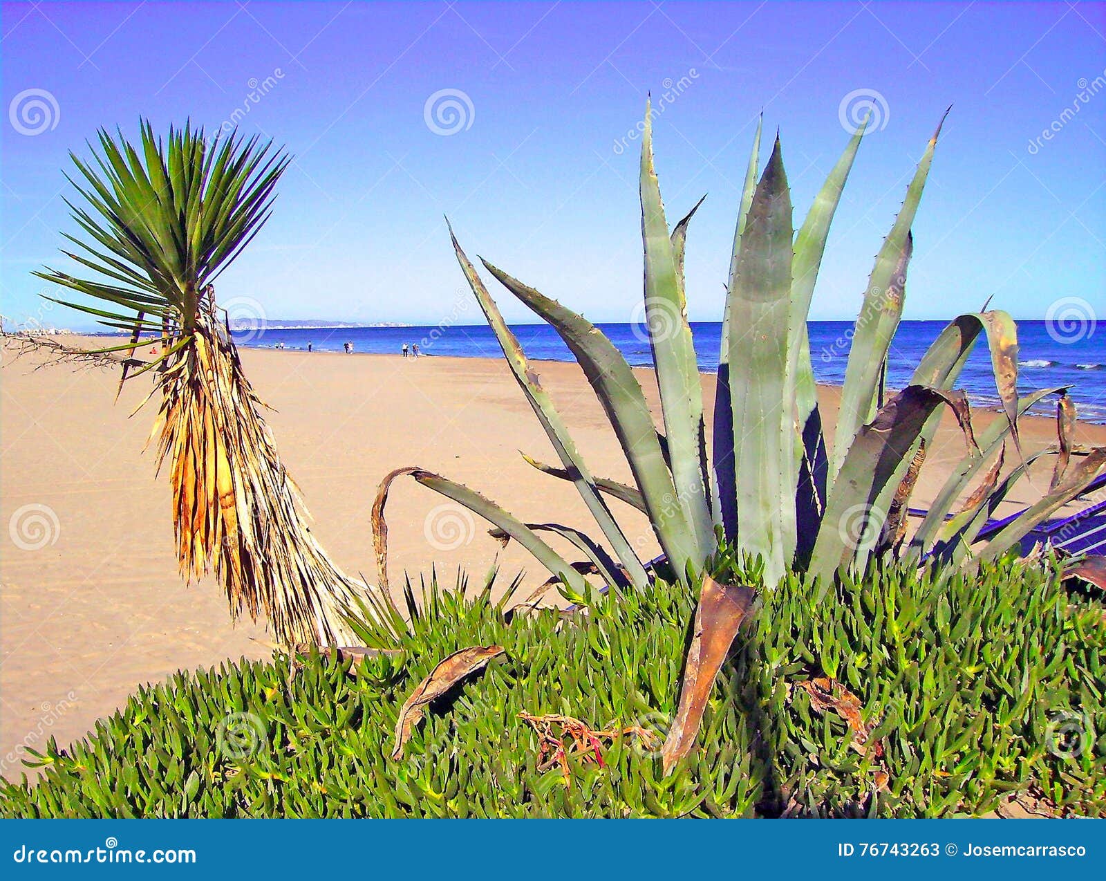 Cactus on the beach stock image. Image of flowering, blooming - 76743263