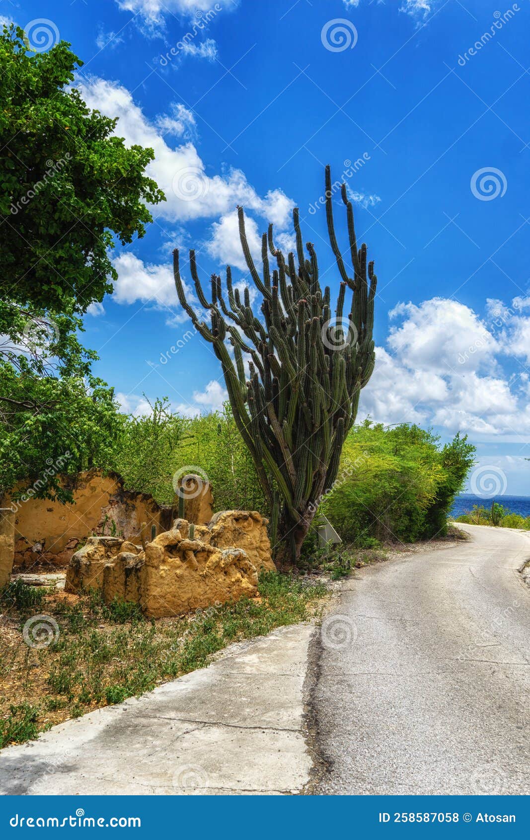 Cactus on the Beach of a Caribbean Island Stock Photo - Image of nature ...