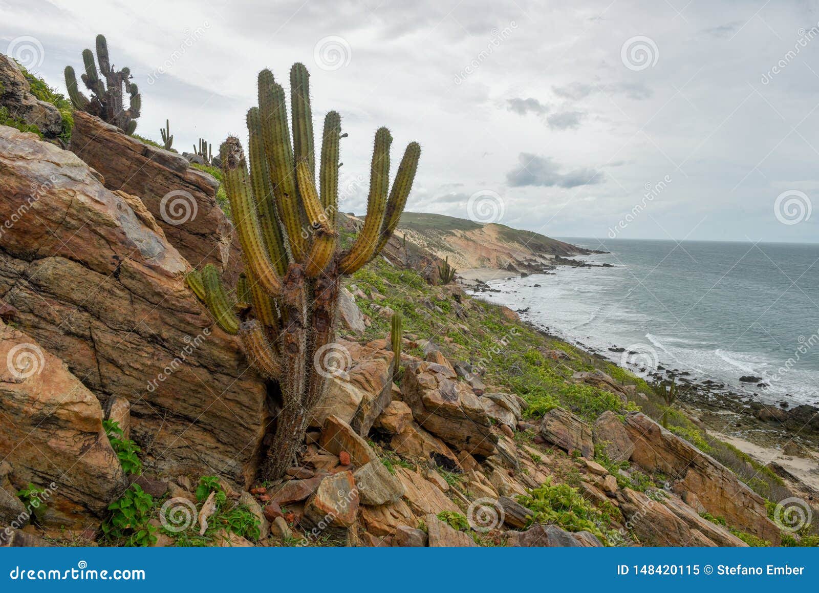 Cactus On The Beach Of A Caribbean Island Bonaire, Antilles ...