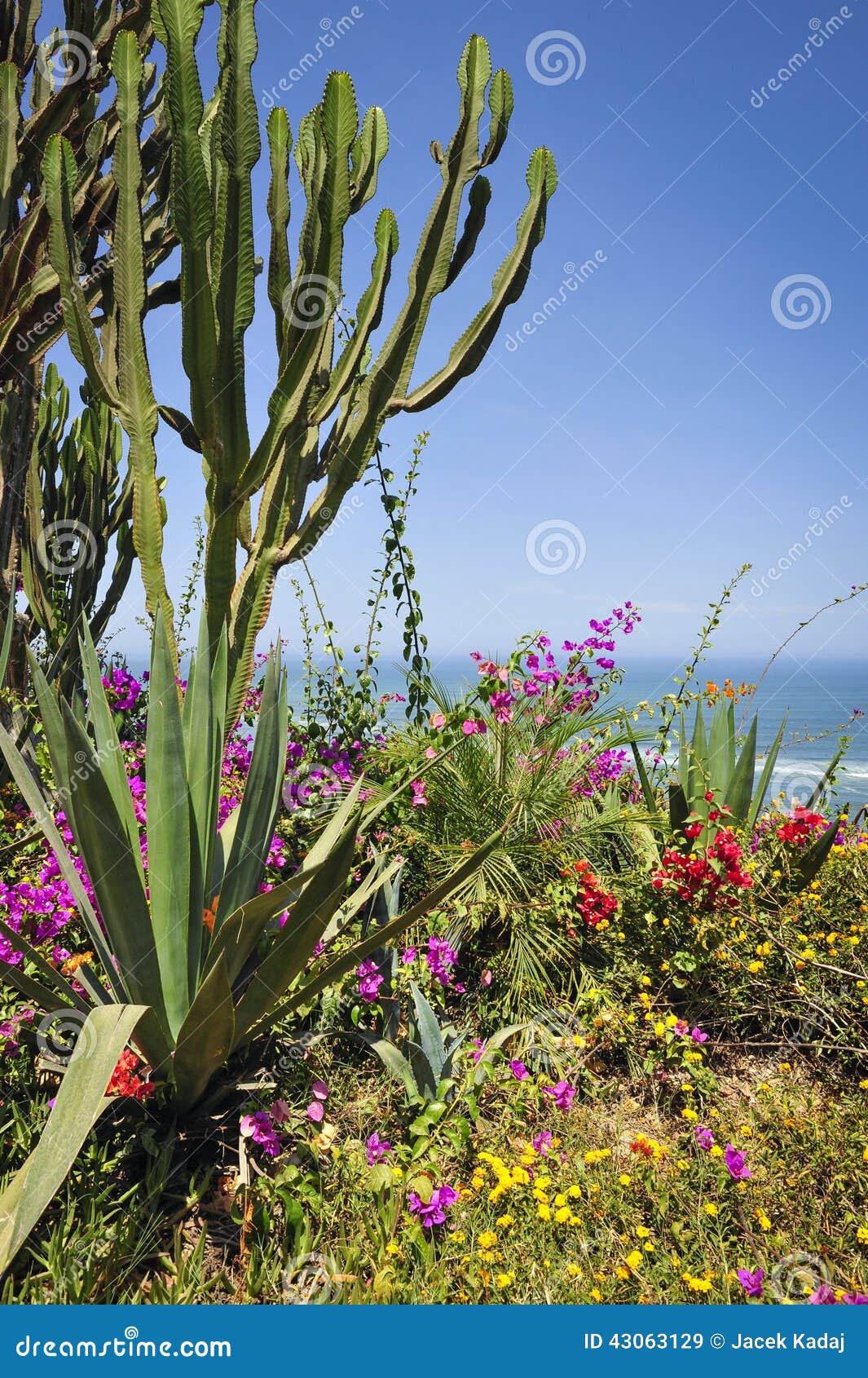 Cactus on the Beach in Lima, Peru Stock Image - Image of holidays ...