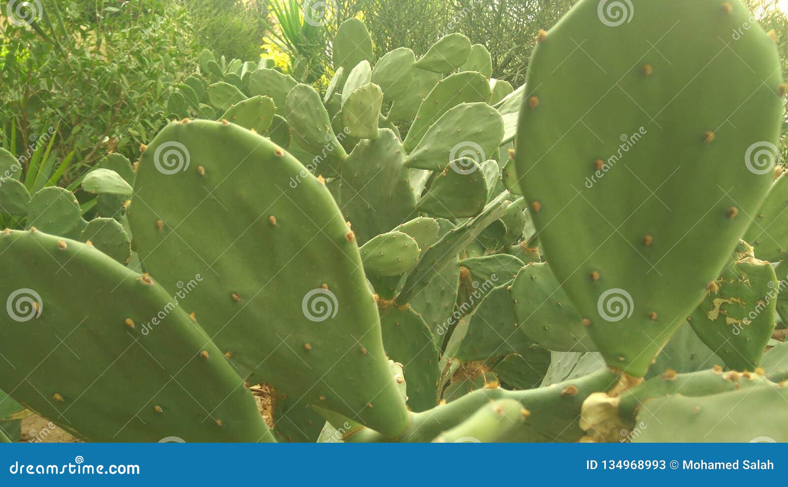 Cactus stock image. Image of green, plants, nature, beauty - 134968993
