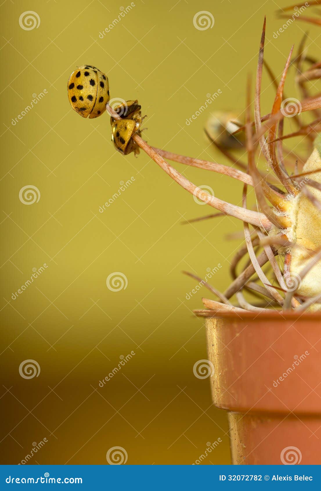 Cactus and beetles stock photo. Image of macro, beetle - 32072782