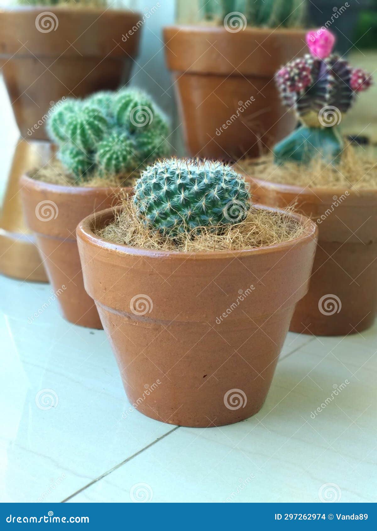 Cactus Bell Cluster Green with Terracotta Stock Photo - Image of bell ...