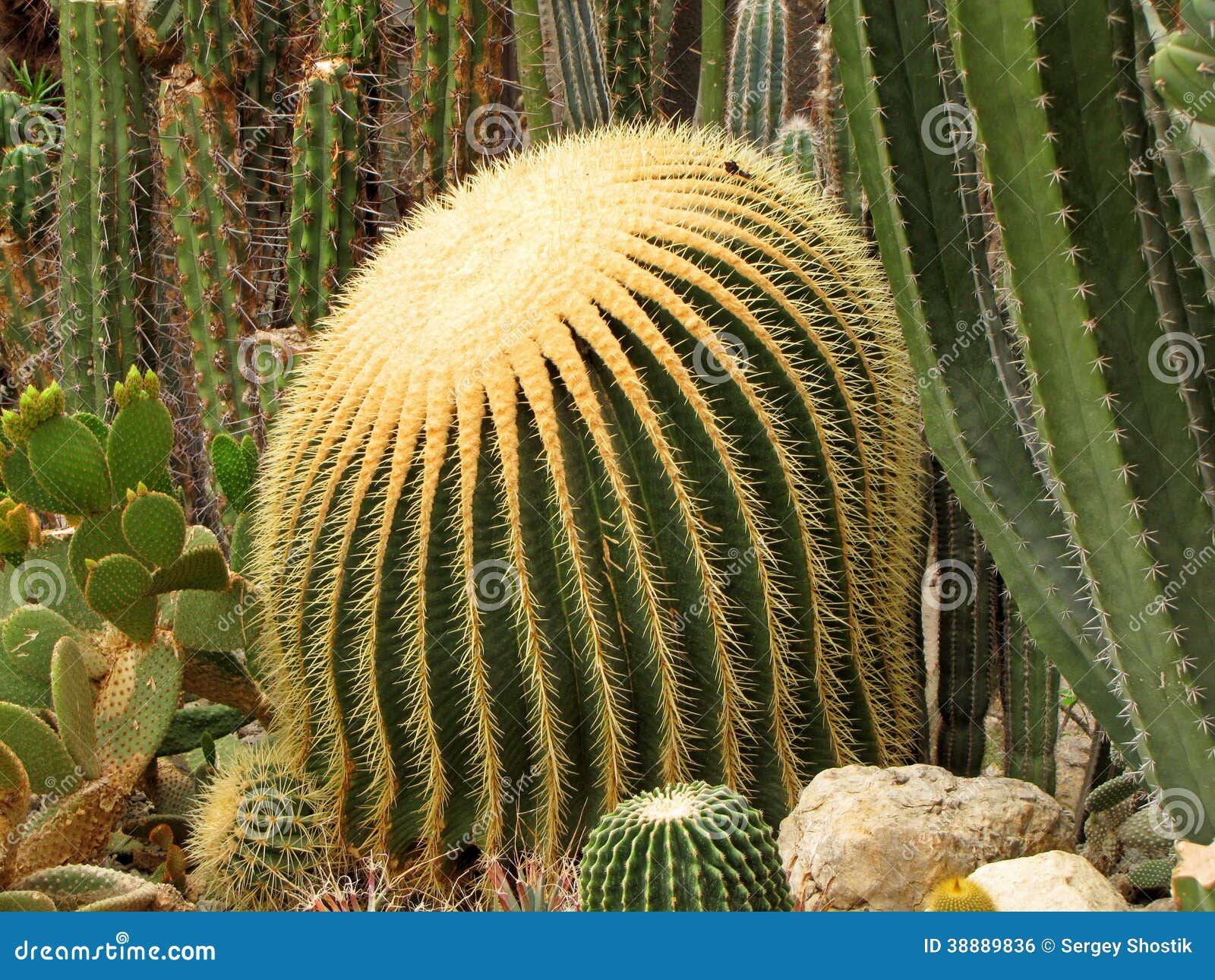Cactus stock photo. Image of nature, desert, cactus, heat - 38889836