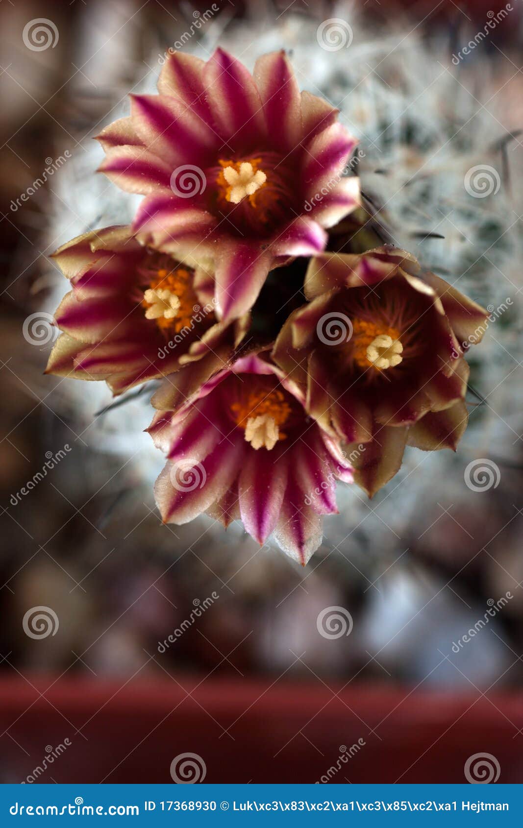 Cactus in bloom stock photo. Image of color, macro, plant - 17368930