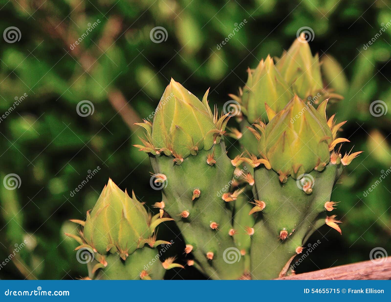Cactus bloom buds stock image. Image of blossom, plant - 54655715