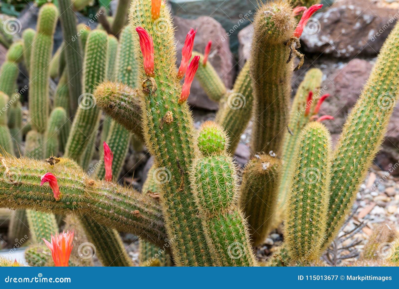 Cactus bloom of Ecuador stock image. Image of fabric - 115013677