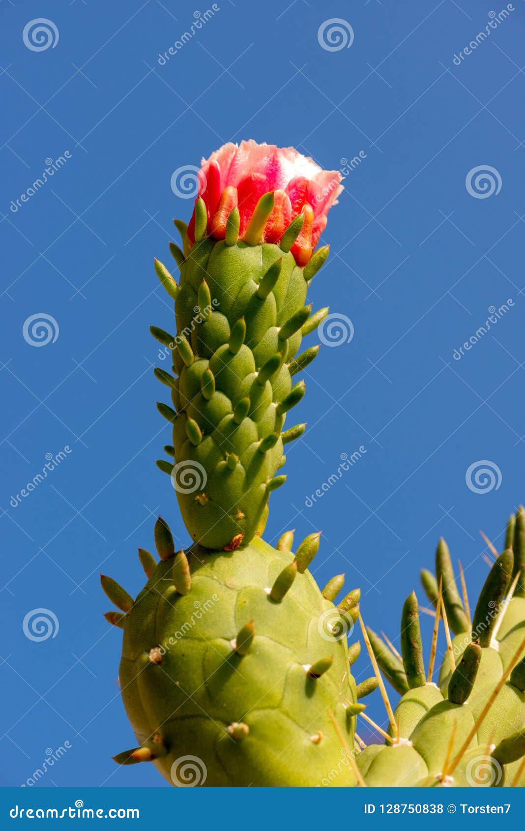Cactus bloomin in the sun stock photo. Image of blossom - 128750838