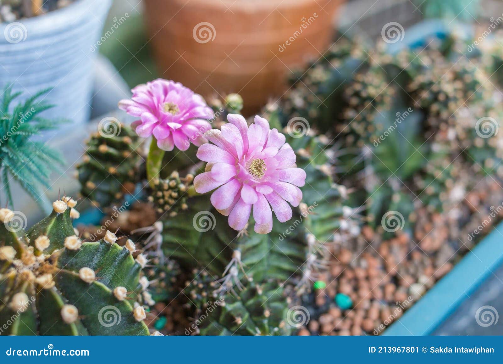 Cactus is Blooming a Pink Flower. it is Ornamental and Full of Python ...