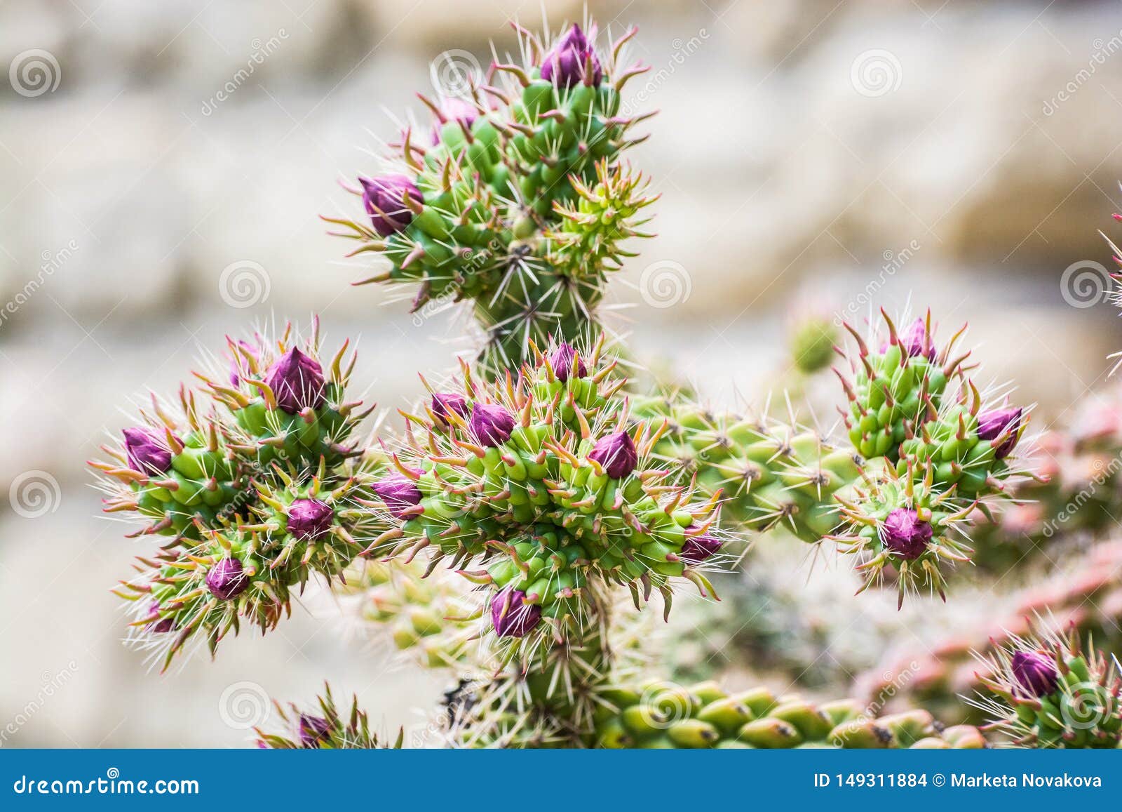 Cactus Blooming with Violet Flower Stock Photo - Image of pear, blossom ...