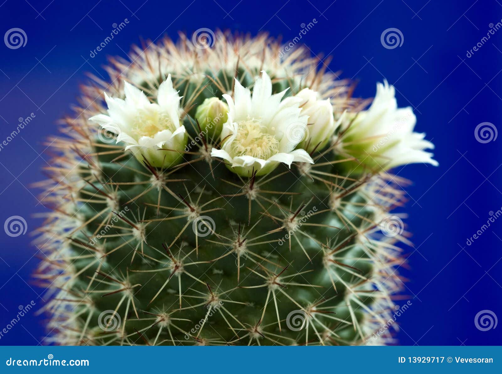 Cactus blossom stock image. Image of blue, plant, nature - 13929717