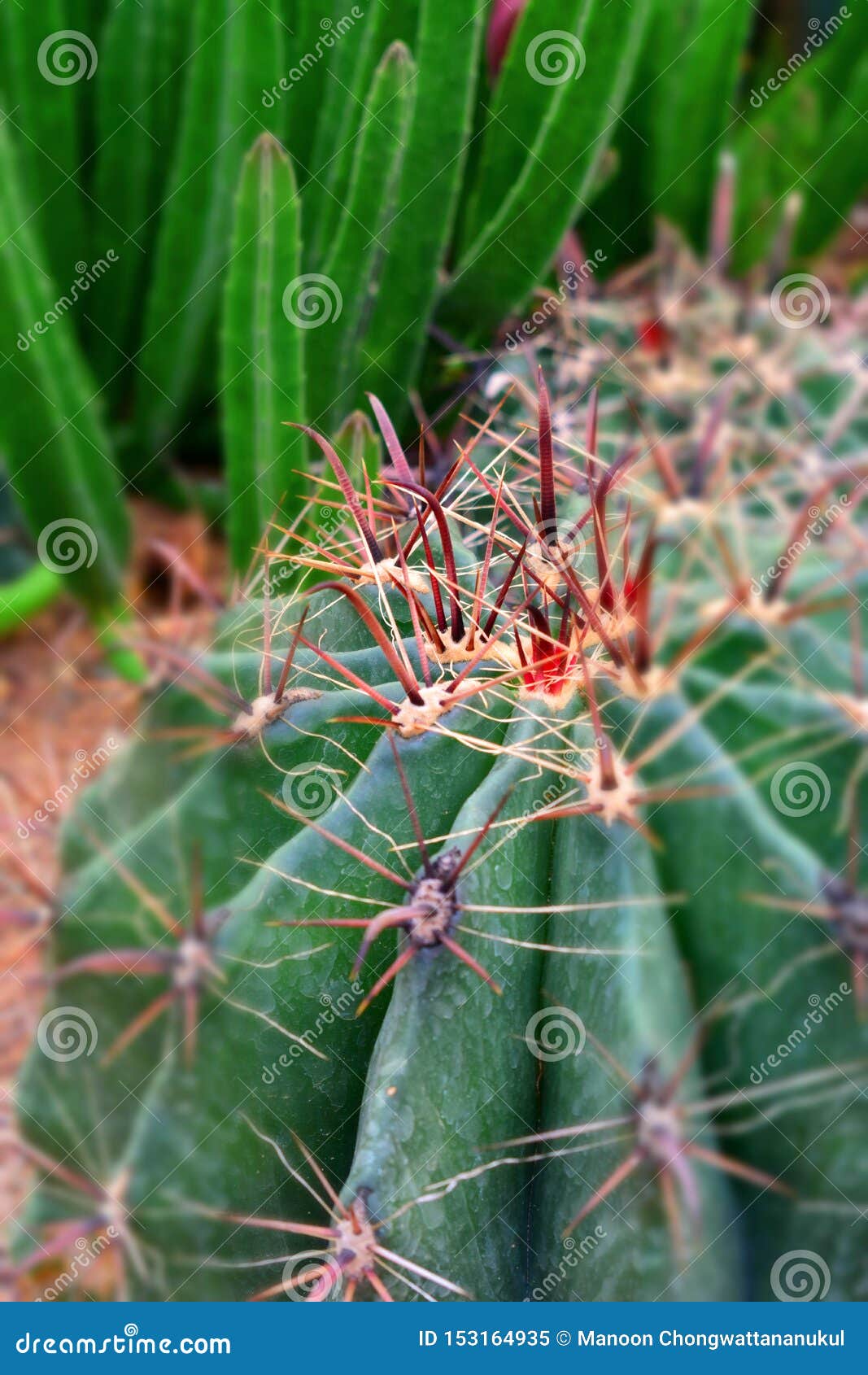 Close up of giant Cactus stock image. Image of closeup - 153164935