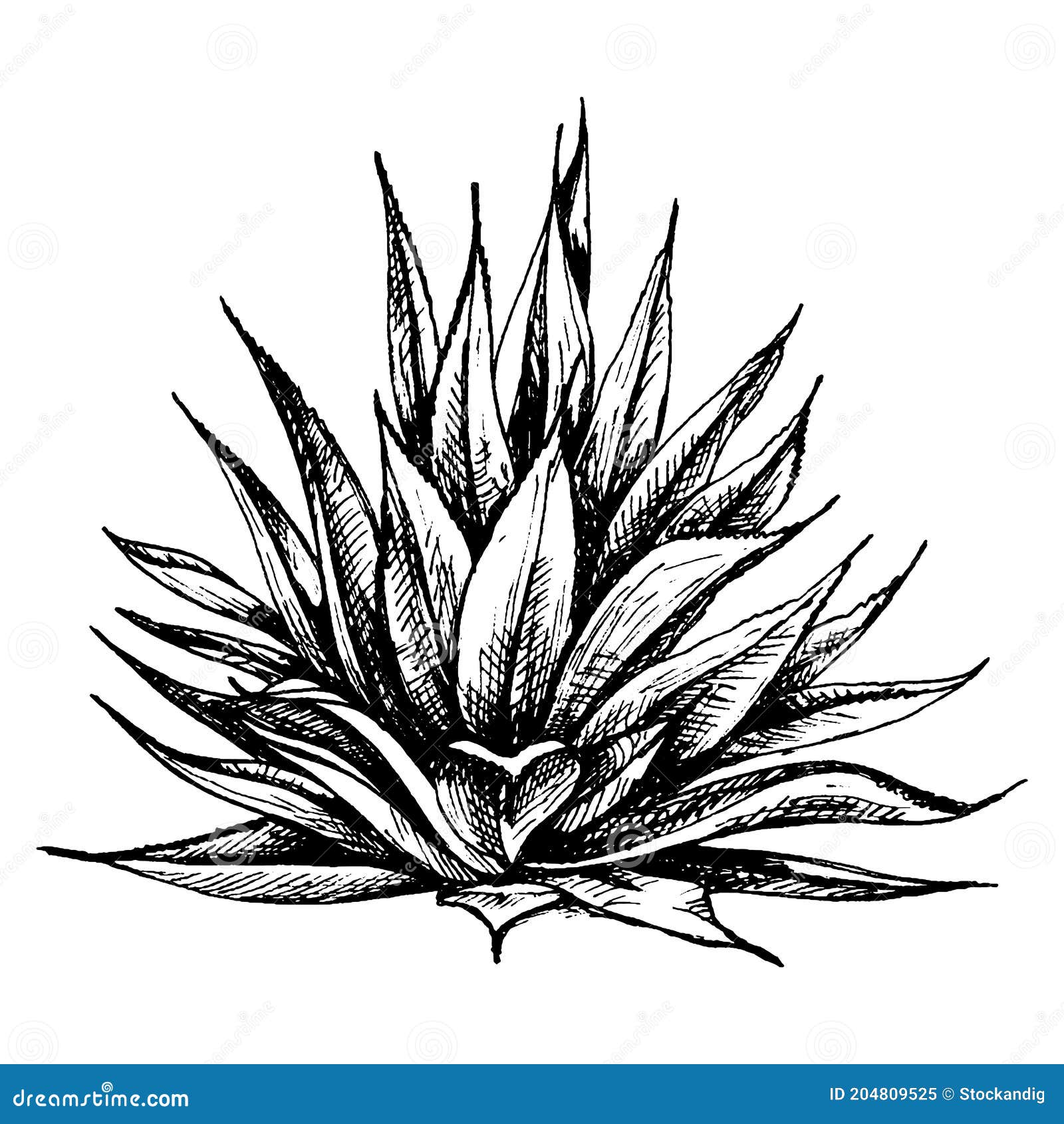Cactus Blue Agave. Vector Vintage Hatching Illustration. Isolated on ...