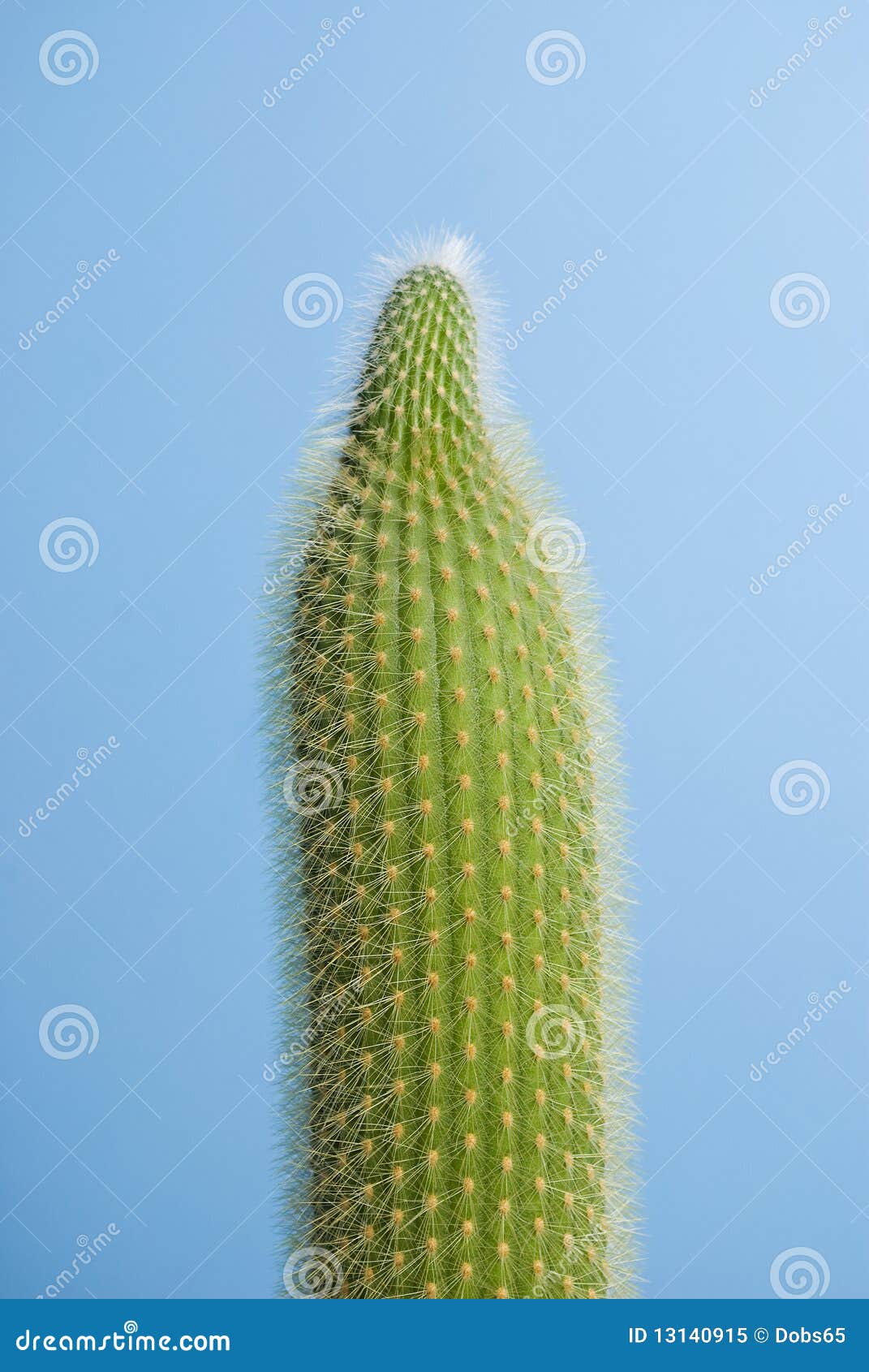 Cactus on blue background stock image. Image of thorny - 13140915
