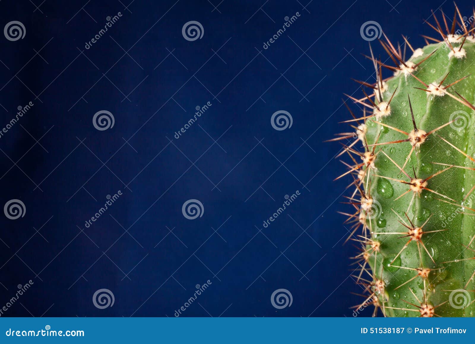 Cactus stock image. Image of beautiful, leaf, ball, grusonii - 51538187