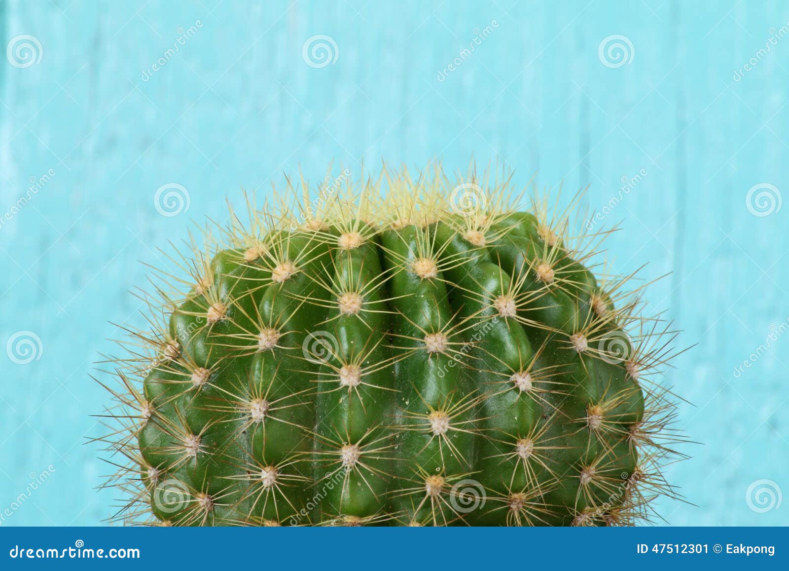 Cactus on blue background stock image. Image of blue - 47512301