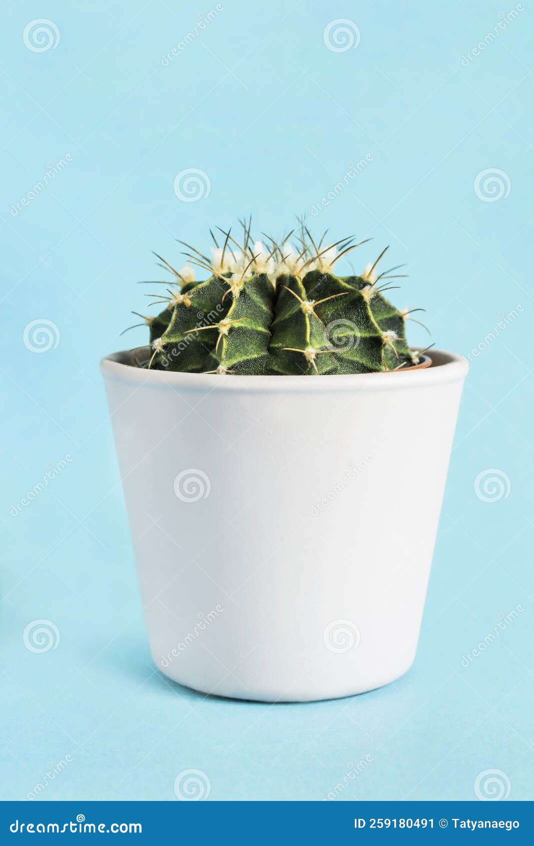 Cactus on blue background stock image. Image of studio - 259180491