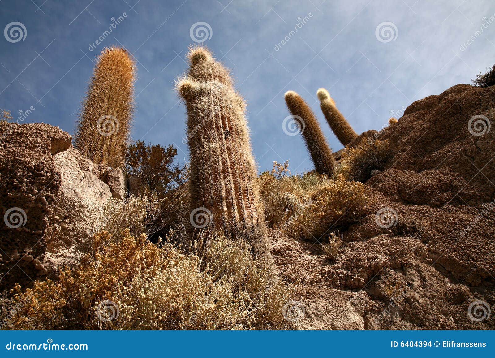 Cactus, Bolivia stock photo. Image of tourism, deserts - 6404394