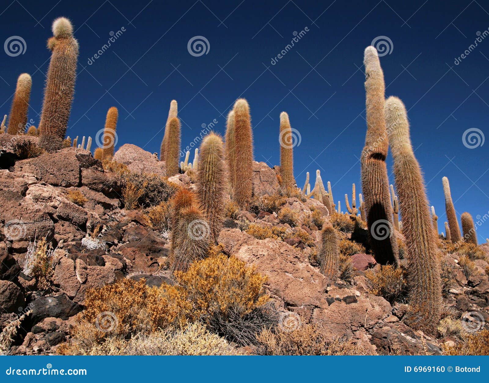 Cactus in Bolivia in the Isla Pescado Stock Photo - Image of blue, land ...