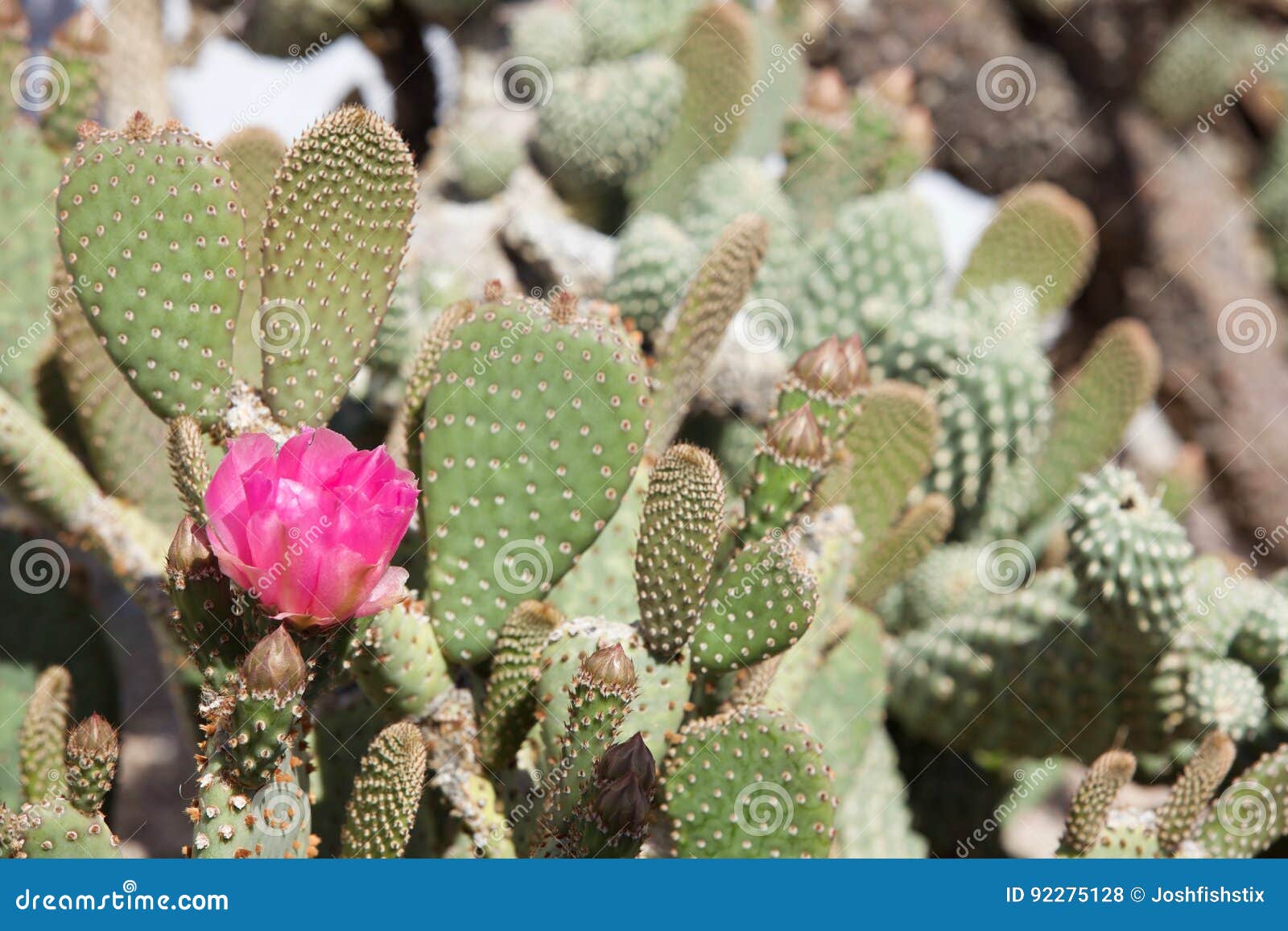 Cactus in boom stock photo. Image of bloom, green, thorns - 92275128
