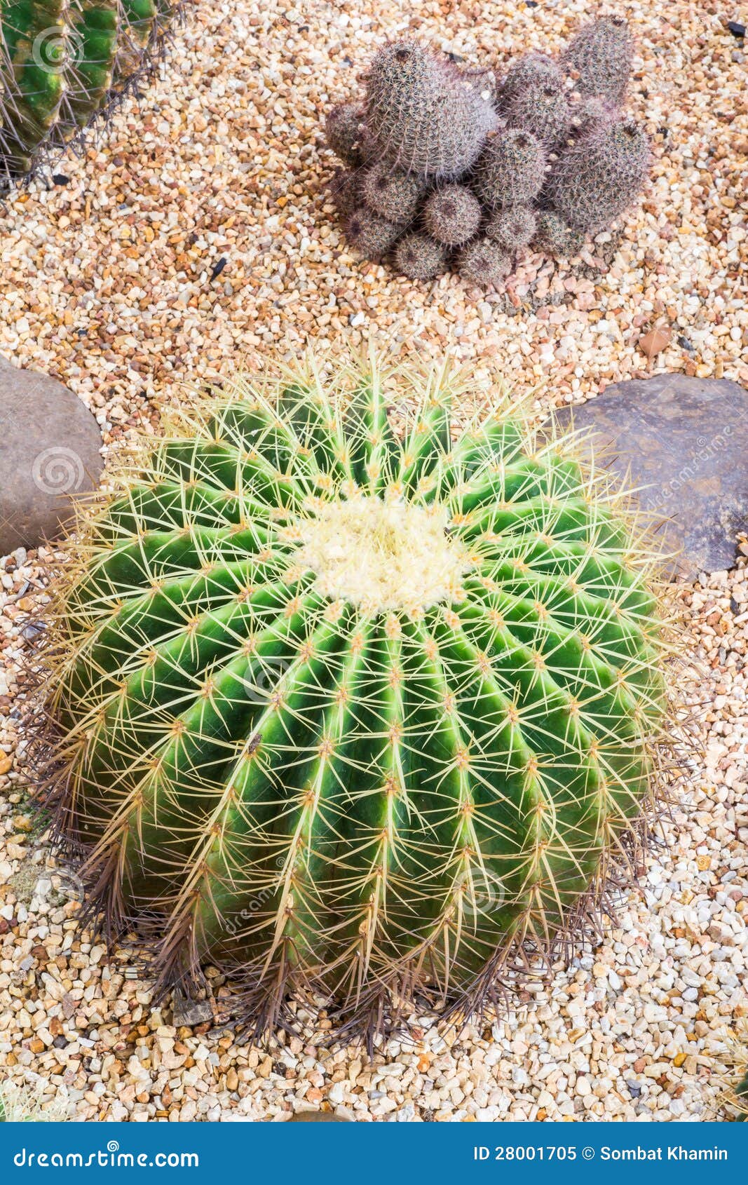 Cactus in botanic garden stock image. Image of botany - 28001705