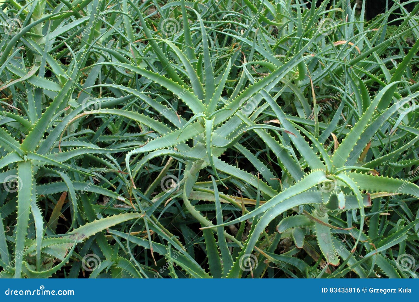 Cactus stock photo. Image of cactus, grass, herb, aloe - 83435816