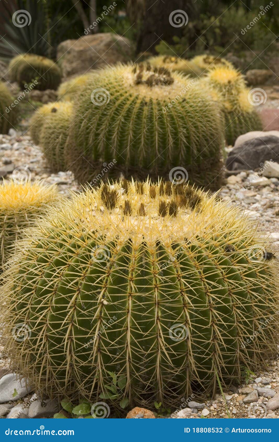 Cactus, botanical garden stock photo. Image of leaves - 18808532