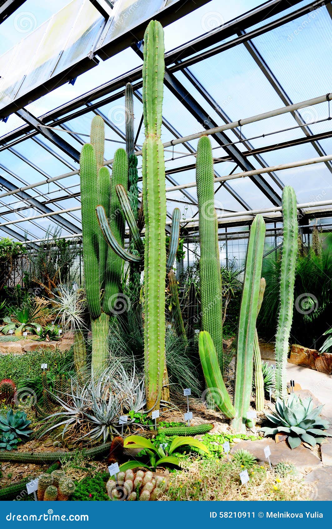 Cactus Botanical Garden stock image. Image of flor, blue - 58210911