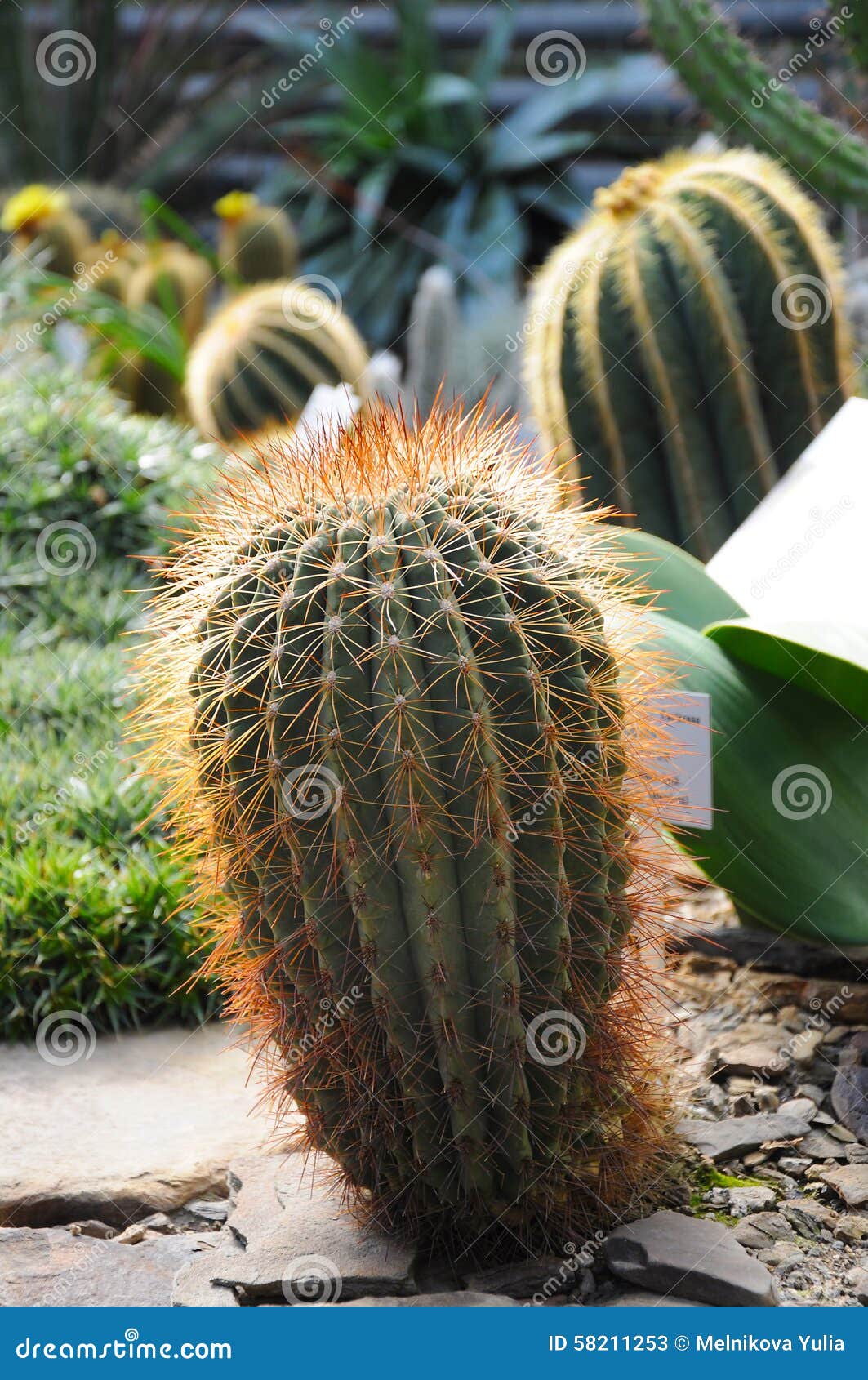 Cactus Botanical Garden stock image. Image of light, golden - 58211253
