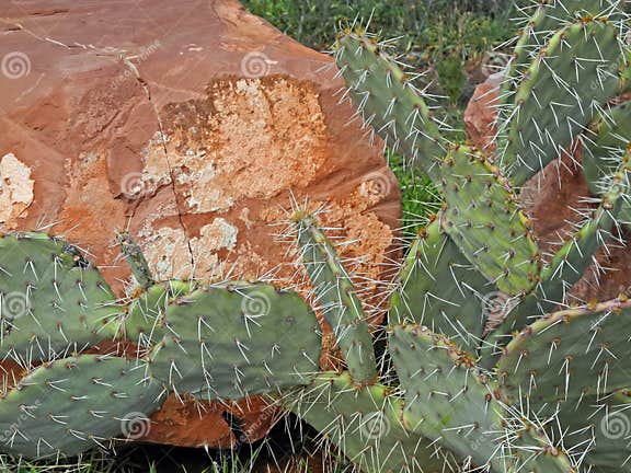 Cactus Boulder stock image. Image of geology, rocks, brush - 20035195