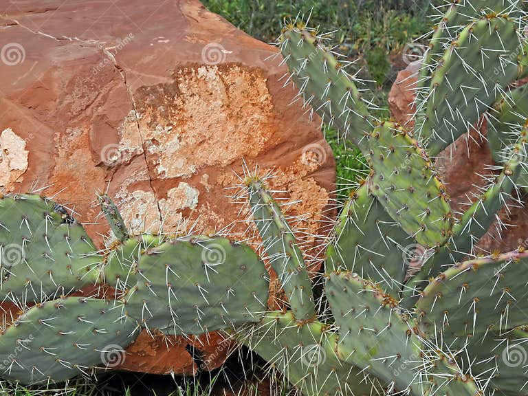 Cactus Boulder stock image. Image of geology, rocks, brush - 20035195