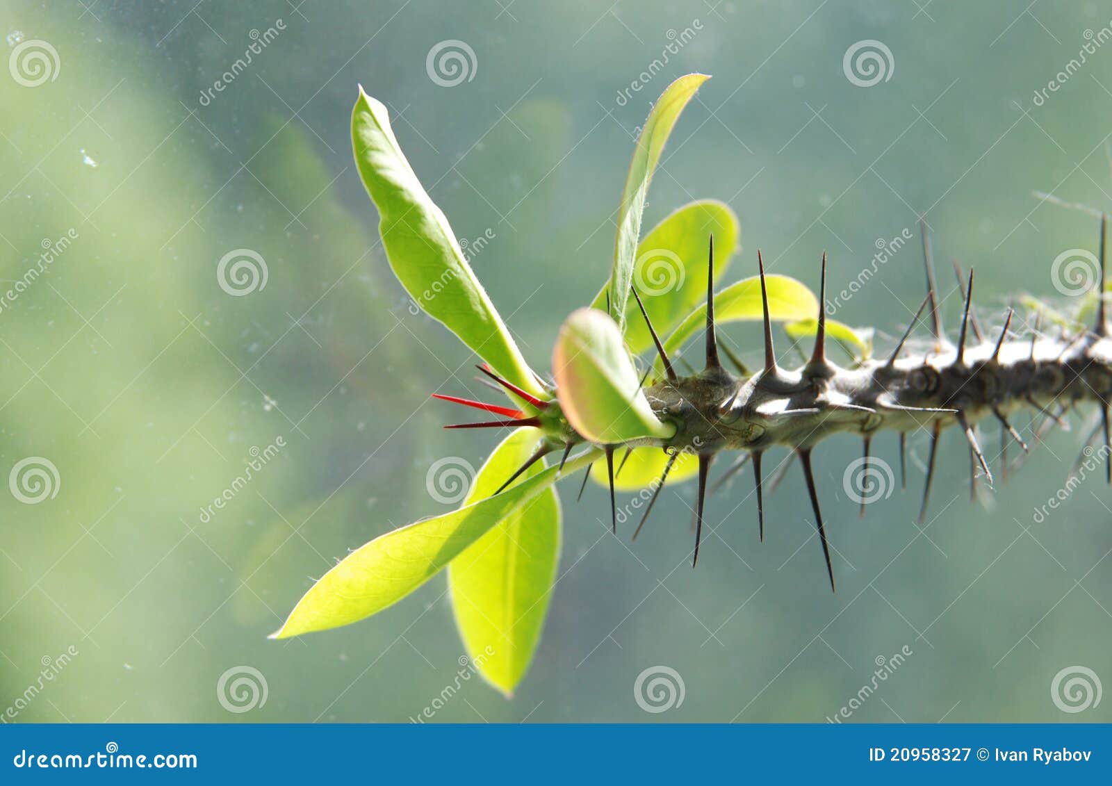 Cactus branch stock image. Image of gardening, plants - 20958327