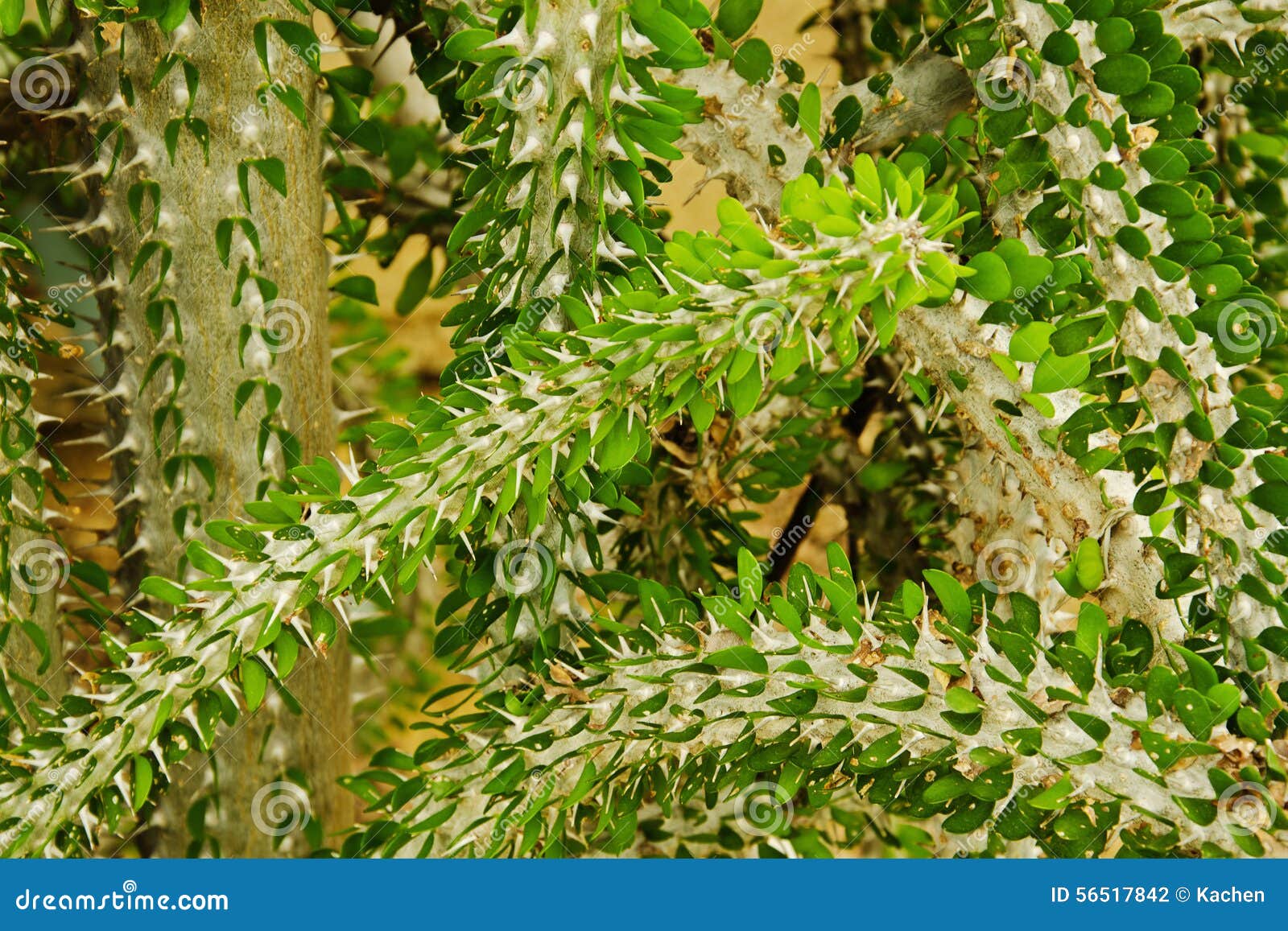 Cactus branch stock photo. Image of growth, nature, water - 56517842