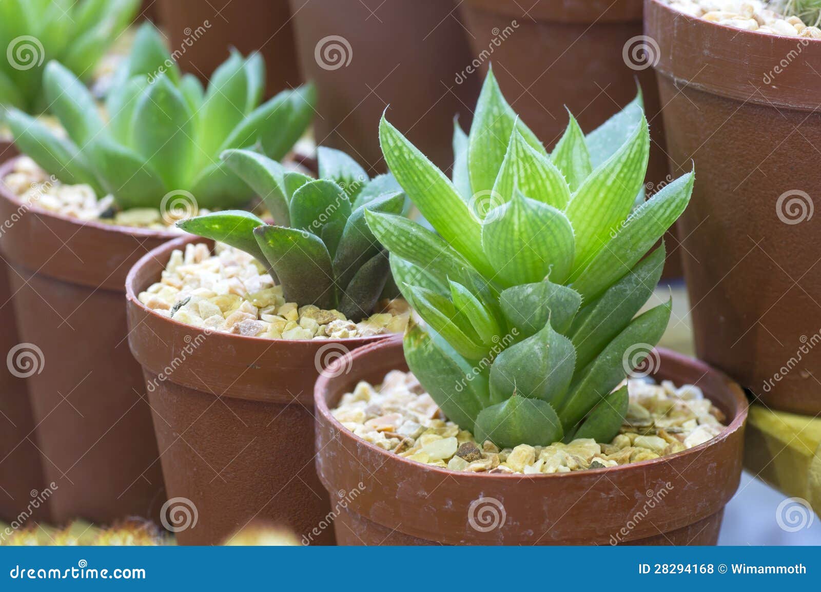 Cactus in brown pot stock photo. Image of existence, blurred - 28294168