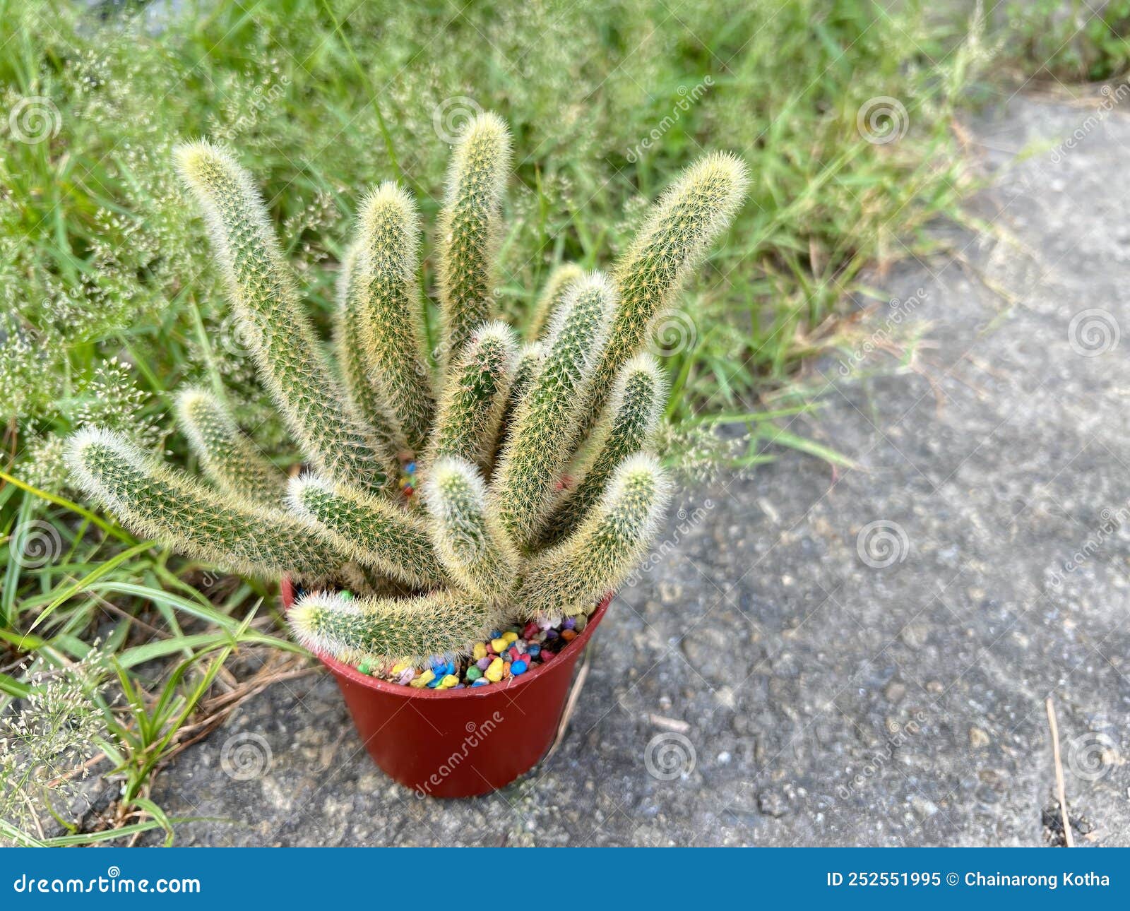 Cactus in a brown pot stock image. Image of cement, glass - 252551995